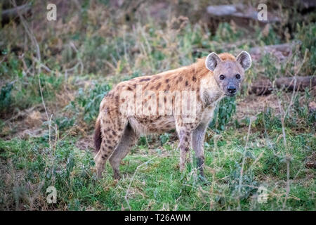 A spotted hyena (Crocuta crocuta), aka laughing hyena,Nakuru National ...