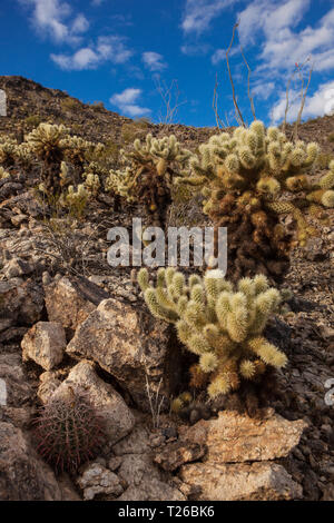 Casa Grande, Pinal County, Arizona, USA Stock Photo - Alamy