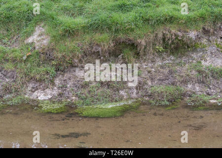 Partially collapsed bank of a small river. For water erosion and the ...