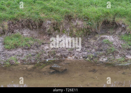 Partially collapsed bank of a small river. For water erosion and the ...