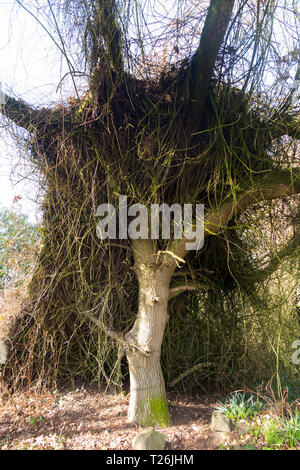 An oak tree which is being overwhelmed by a blanket of growth of a ...
