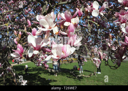 Gera, Germany. 30th Mar, 2019. A magnolia tree blooms in the kitchen ...