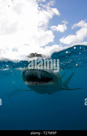 Lemon Shark (Negaprion brevirostris) Split Shot, Open Mouth Showing ...