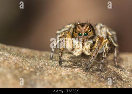This spider is known to eat small insects like grasshoppers, flies ...
