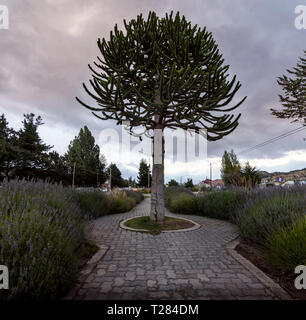 Araucaria forest (Pehuen), in Patagonia Argentina Stock Photo - Alamy