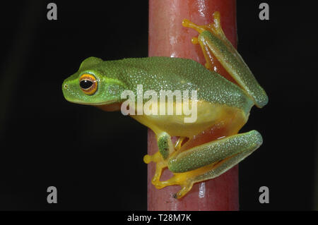 Dainty Green Tree Frog (Litoria gracilenta). also known as Graceful ...