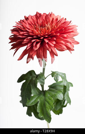 Chrysanthemum 'Red Mist' Stock Photo - Alamy