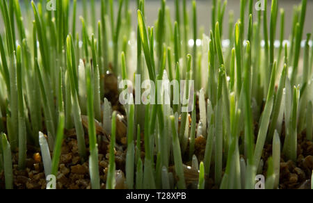 Young growing green sprouts of cat grass, Dactylis glomerata, close up ...