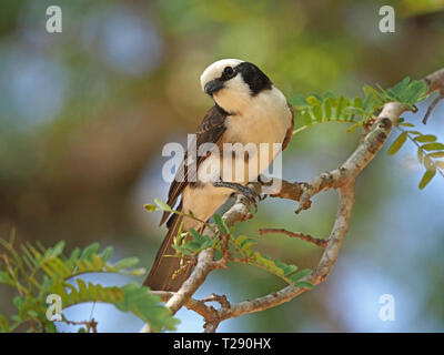 detailed portrait of a Northern White-crowned Bush Shrike (Eurocephalus ...