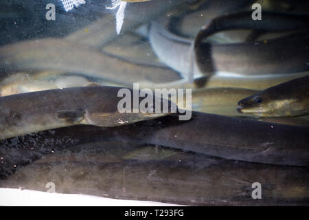 A tank full of freshly-landed live eels caught by fisherman David ...