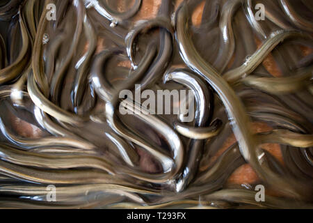 A tank full of freshly-landed live eels caught by fisherman David ...