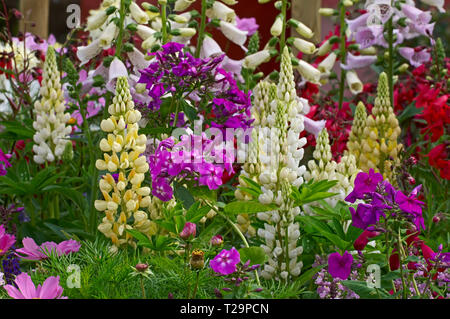 A colourful pink flower border with Foxgloves and Dahlia around a pond ...
