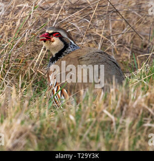 Red Legged Partridge in the Cotswolds grassland Stock Photo - Alamy