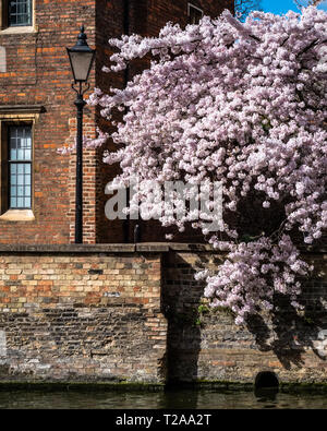 English cherry tree IN Cambridge Stock Photo - Alamy