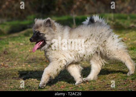Wolfsspitz (Keeshond) puppy running Stock Photo - Alamy