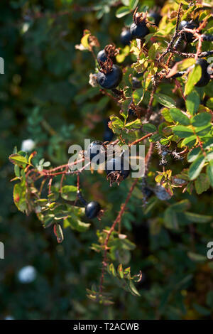 Black Rose Hips, Rosa pimpinellifolia, Rosaceae. Syn. Rosa spinosissima ...