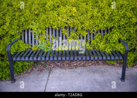 Modern black metal bench in urban park with green grass and minimalist ...