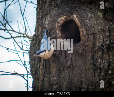 Red breasted nuthatch nest hole at BC Canada Stock Photo - Alamy