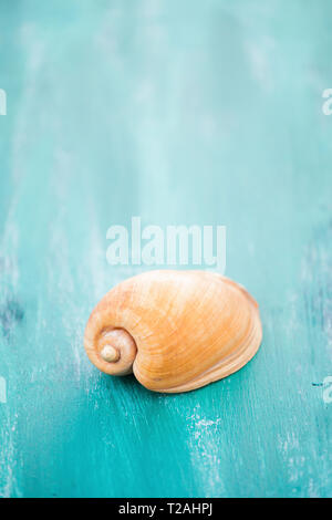 Selective focus shot of a seashell on the beach Stock Photo - Alamy