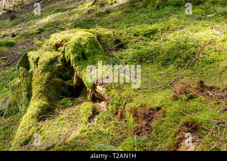 A mossy tree on the ground with sunny leafless trees, vertical shot ...
