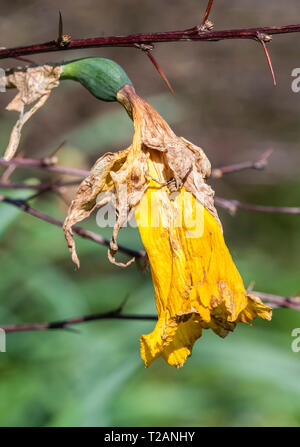 Dead Daffodil flower Stock Photo - Alamy