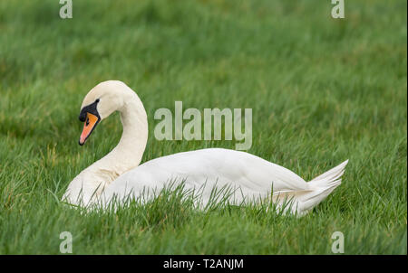 Mute swan on a field in spring season (Cygnus olor Stock Photo - Alamy