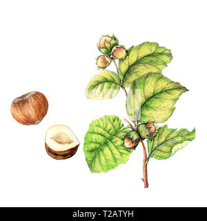 Drawing of hazelnuts. Sketch of plant - nuts of hazel tree on a branch ...