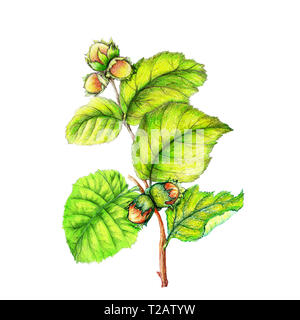 Drawing of hazelnuts. Sketch of plant - nuts of hazel tree on a branch ...