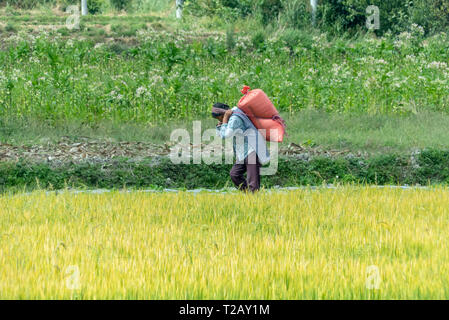Hani subsistence farmers planting rice in a paddy on the Hani rice ...