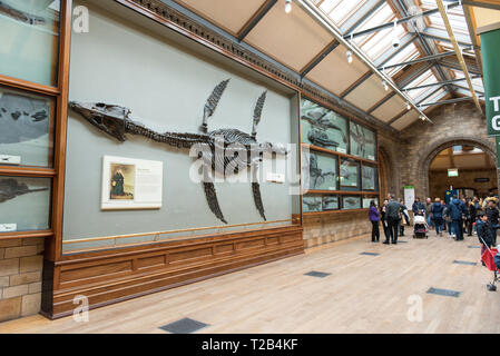 Plesiosaurus fossil in the Natural History Museum, London Stock Photo ...