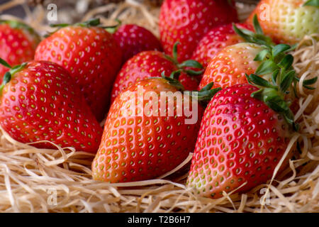 Garden Strawberry fruits arranging in wooden basket and paper nest ...