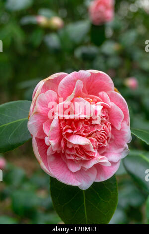 Bright pink Japanese camellia flower in bloom, close up Stock Photo - Alamy