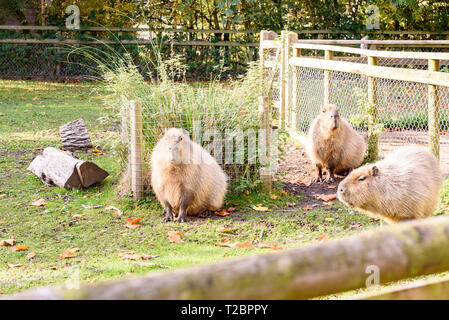 A capybara at Birmingham Wildlife Conservation Park Birmingham UK Stock ...