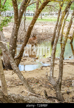 The male Javan rusa (Rusa timorensis), it is a deer native to Indonesia ...