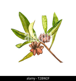 Star anise plants isolated on white background. Watercolor botanical ...