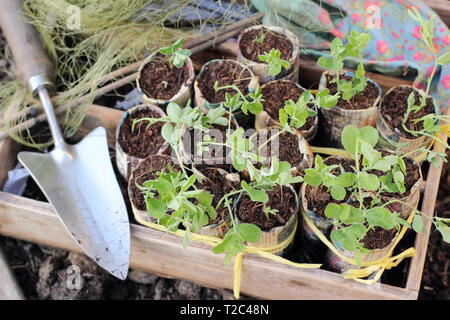 lathyrus sweet peas pea grow growing up wigwam plant supports frame ...