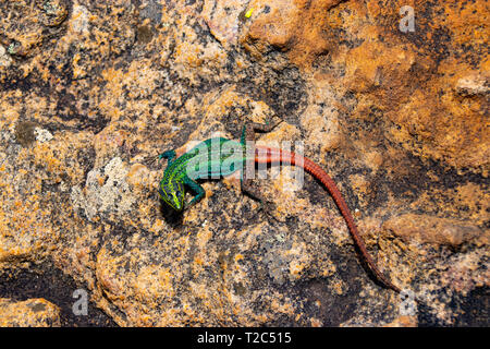 FLAT LIZARD male, basking Platysaurus guttatus South Africa Stock Photo ...