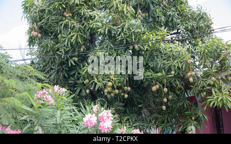 Mango tree in Antigua, The Caribbean Stock Photo - Alamy