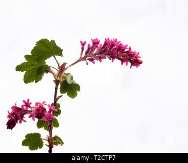 Beautiful Pinky Red Flowering Currant Flowers King Edward VII in Spring ...