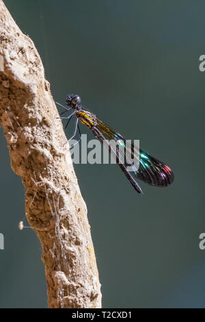 Colorful male Peacock Jewel damselfly perching on a dry perch Stock ...