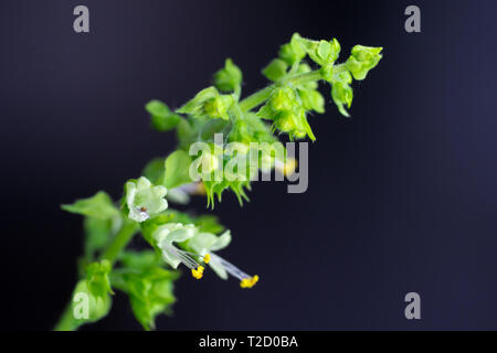 Holy basil - sweet basil plant tree leaves fresh green holy basil leaf ...