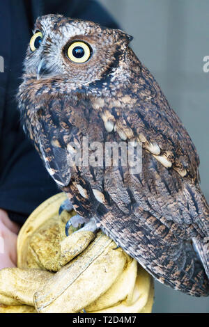 Close-up of a Western Screech-owl (Megascops kennicottii), Ketchikan ...