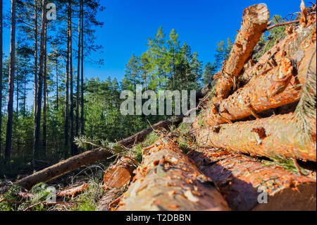 Wooden logs of pine woods in the forest, stacked in a pile Stock Photo ...