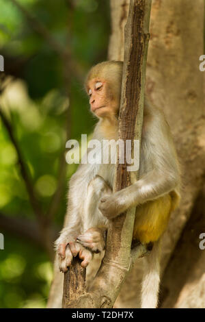 Family of macaques in the trees in India Stock Photo - Alamy