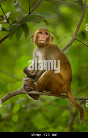 Family of macaques in the trees in India Stock Photo - Alamy