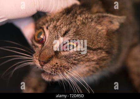 cat after car accident Stock Photo - Alamy