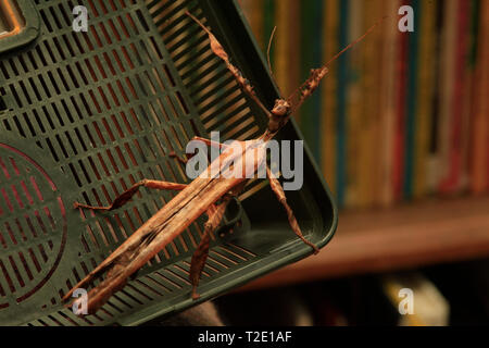 Giant Australian Stick insects Stock Photo - Alamy