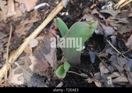 Spring Tulips Emerging Through Fresh Easter Snow Stock Photo - Alamy