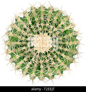 Realistic vector illustration of cactus houseplant top view Stock ...