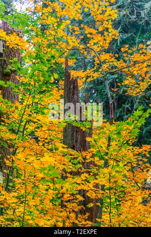 Dead Western Red Cedar, Thuja plicata, in heavy snowfall on the Olympic ...